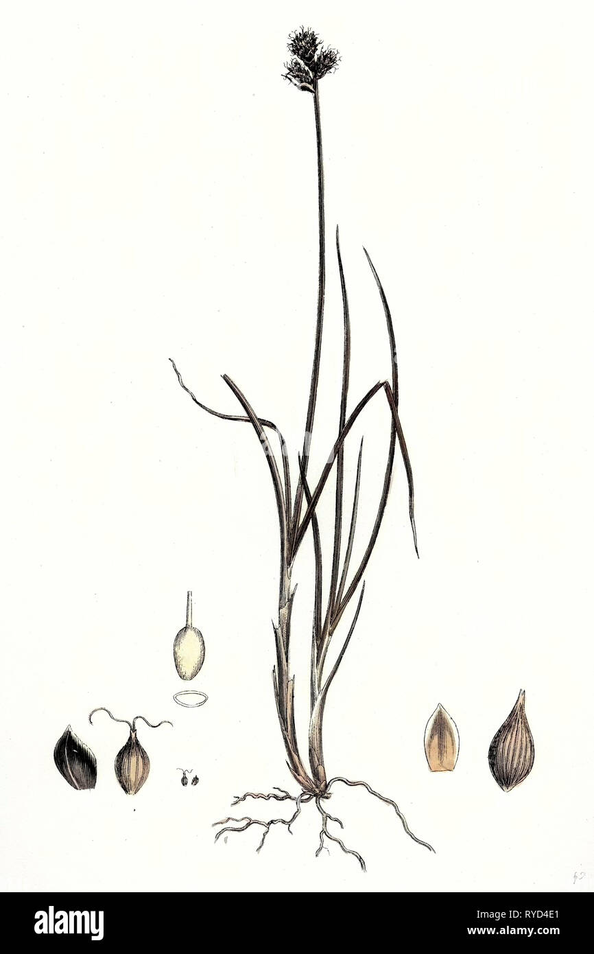 Hares foot sedge hi-res stock photography and images - Alamy