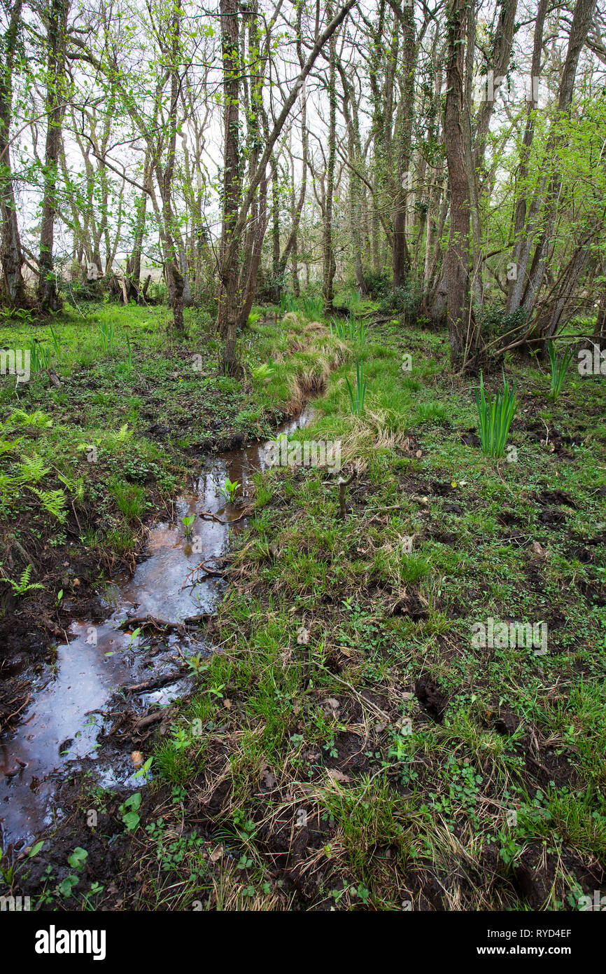 Stream in carr woodland, Penny Moor, New Forest National Park ...