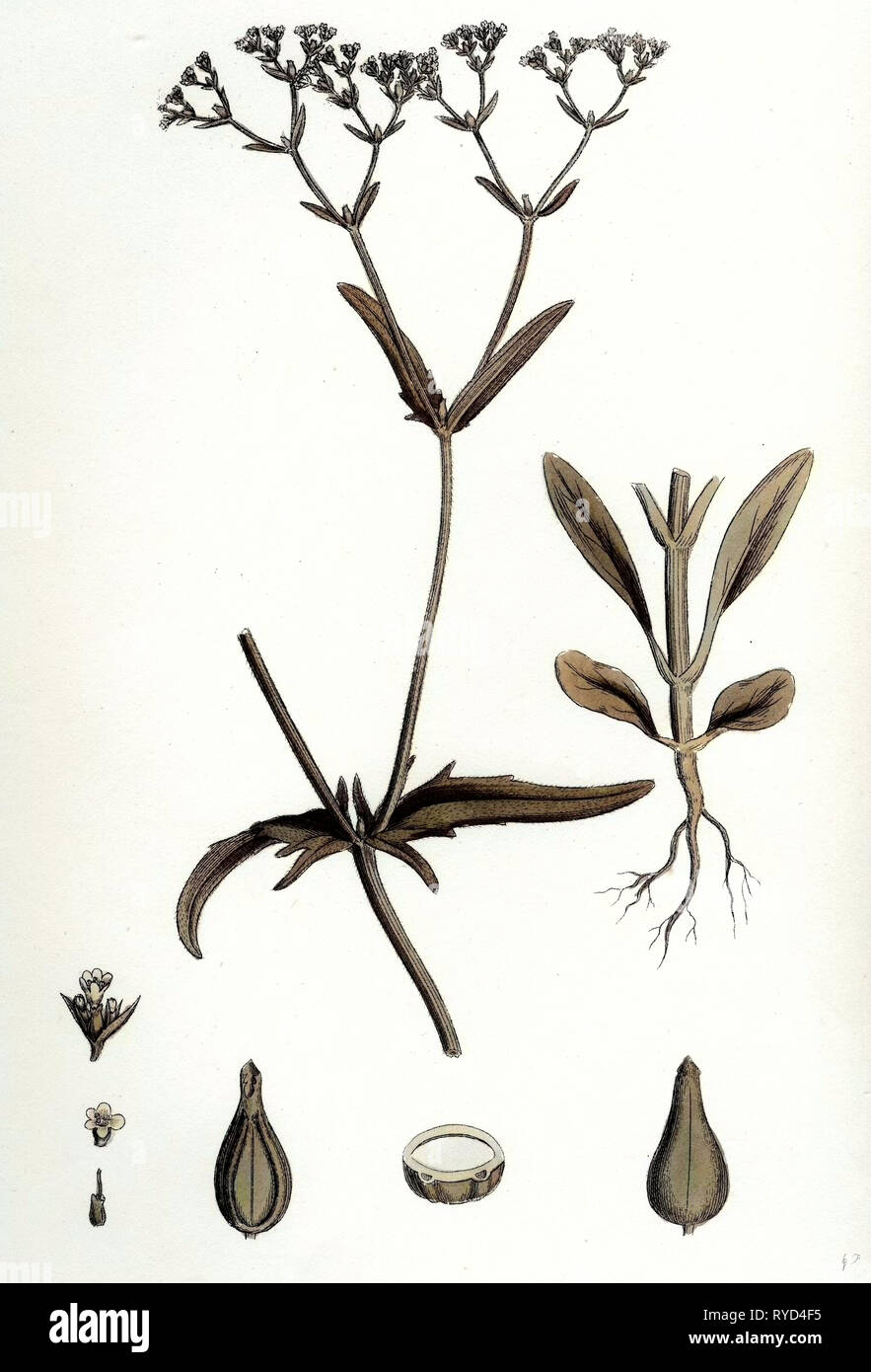 Valerianella Dentata Narrow-Fruited Lamb's-Lettuce Stock Photo - Alamy