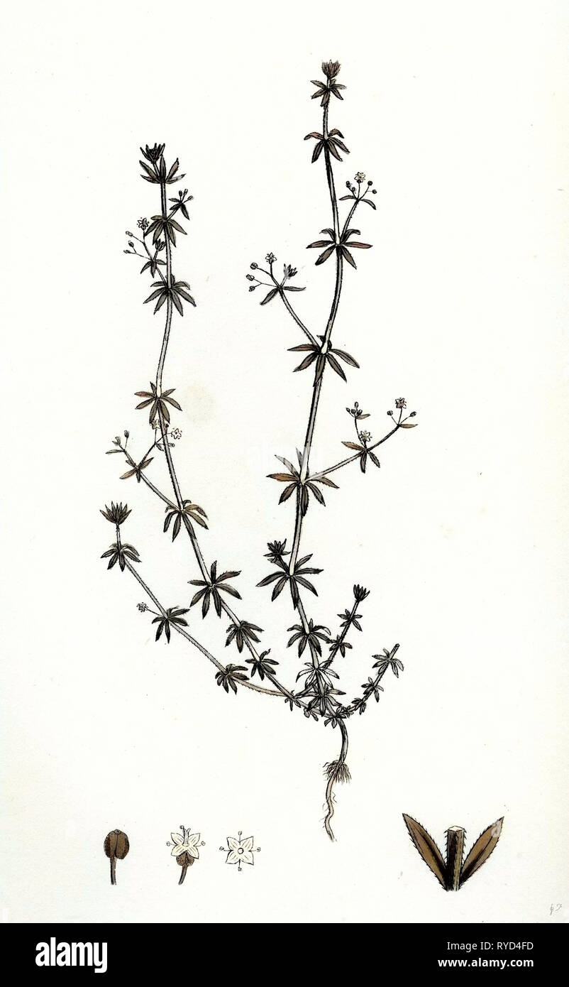 Wall bedstraw hi-res stock photography and images - Alamy