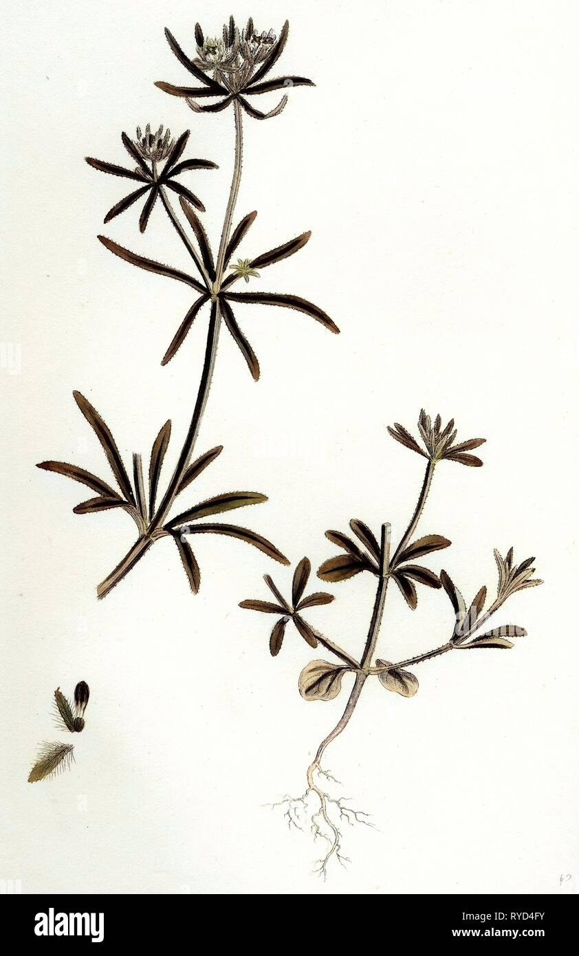 Field woodruff hi-res stock photography and images - Alamy