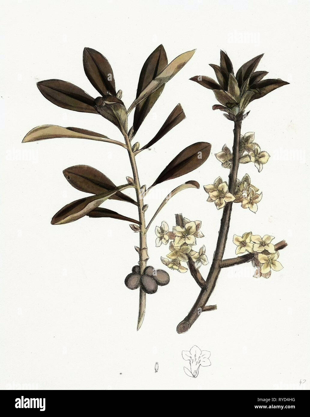 Daphne Mezereum Mezereon Stock Photo - Alamy