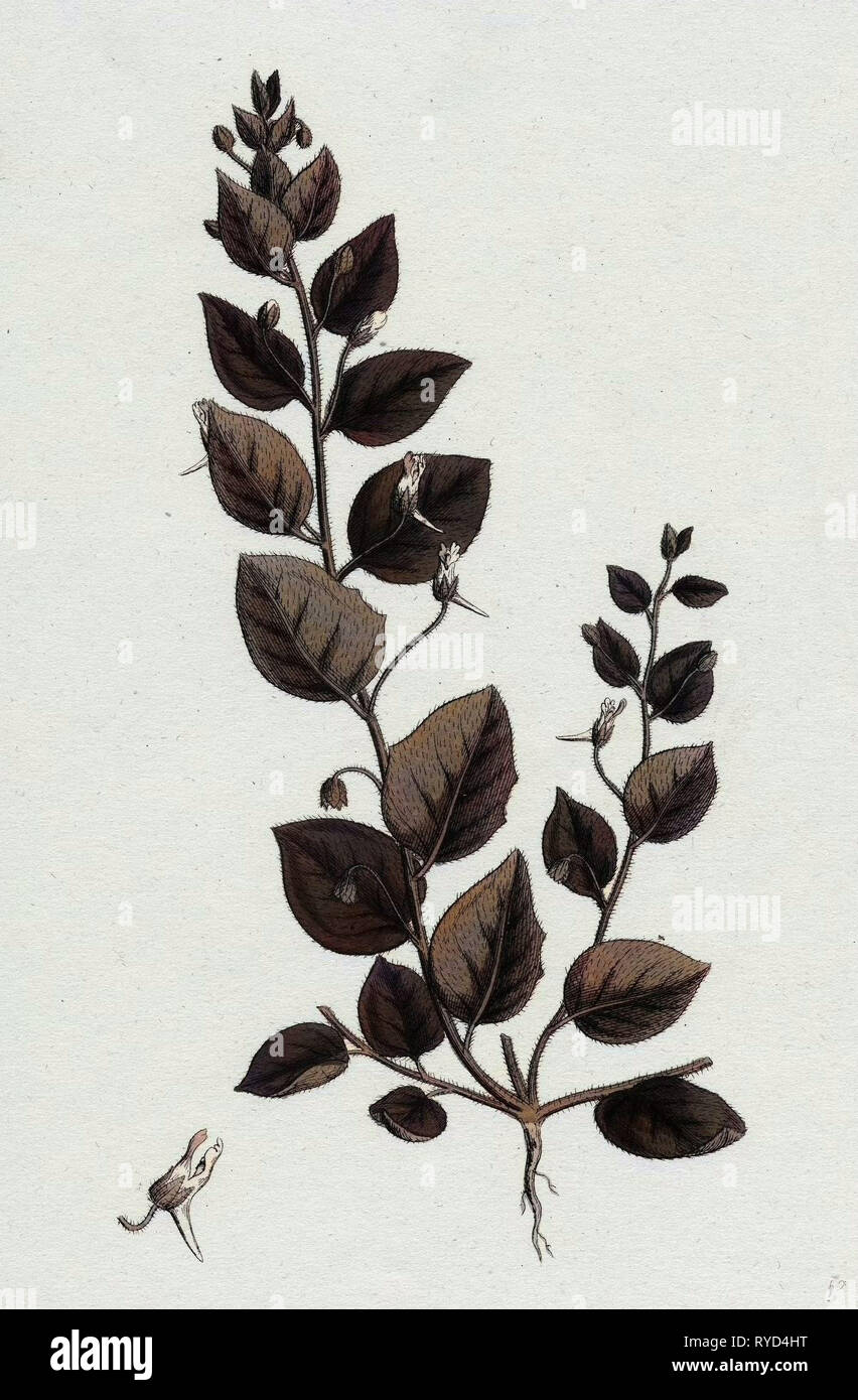 Spuria hi-res stock photography and images - Alamy