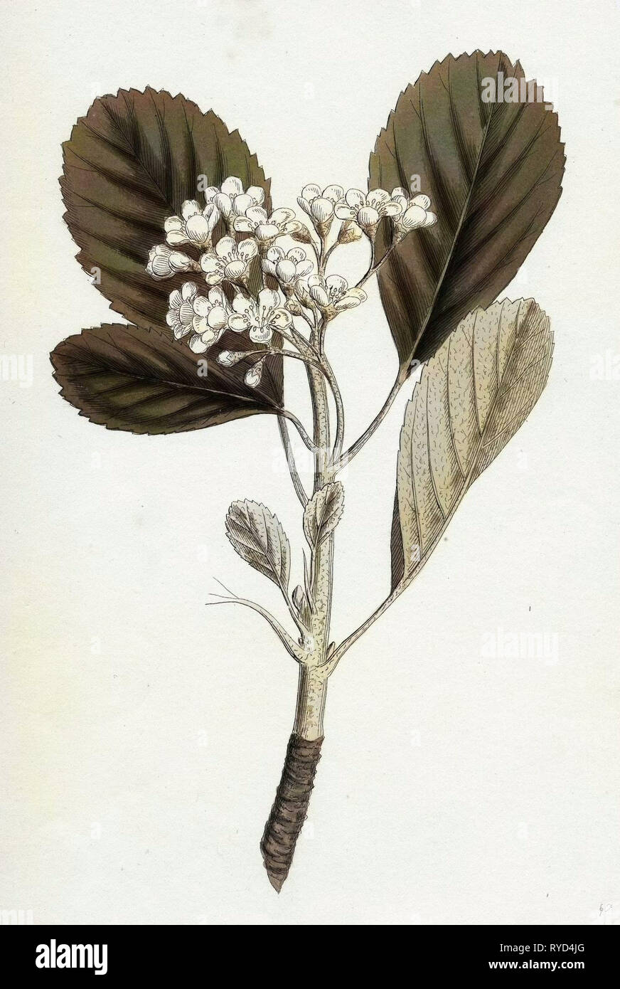 Rupicola hi-res stock photography and images - Alamy