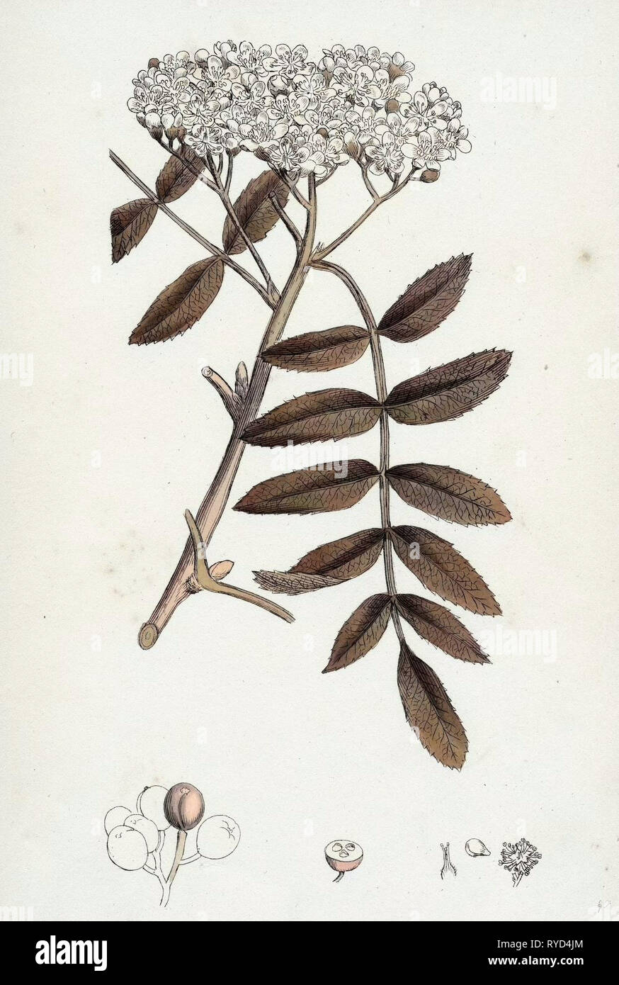 Pyrus aucuparia hi-res stock photography and images - Alamy