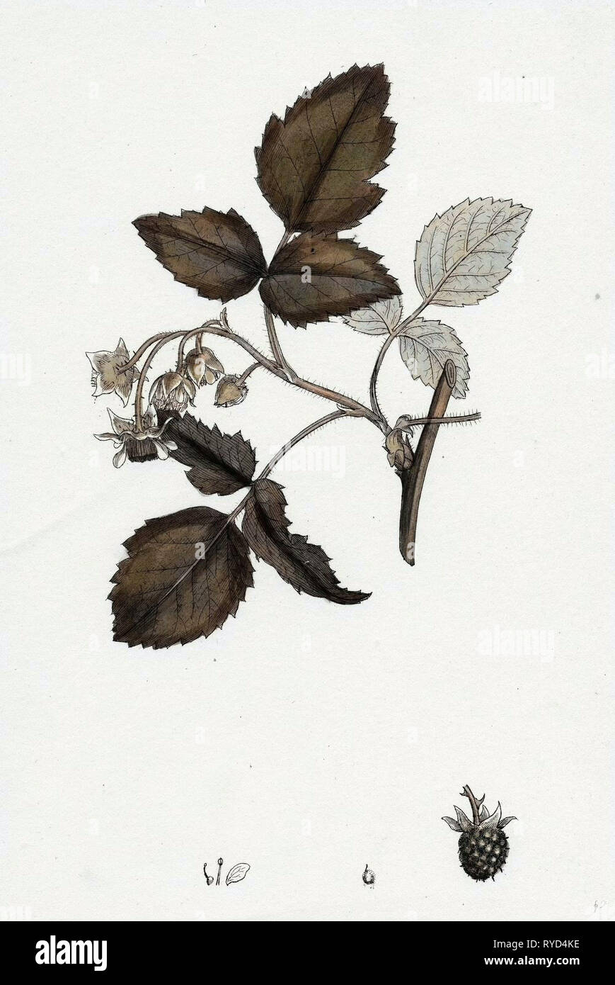 Rubus idaeus botanical illustration hi-res stock photography and images ...