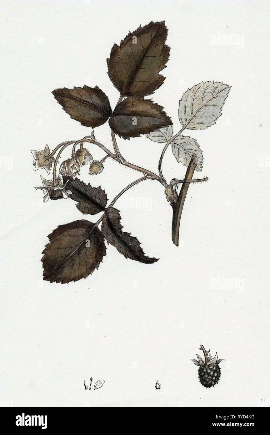 Rubus Idaeus Botanical Illustration High Resolution Stock Photography ...