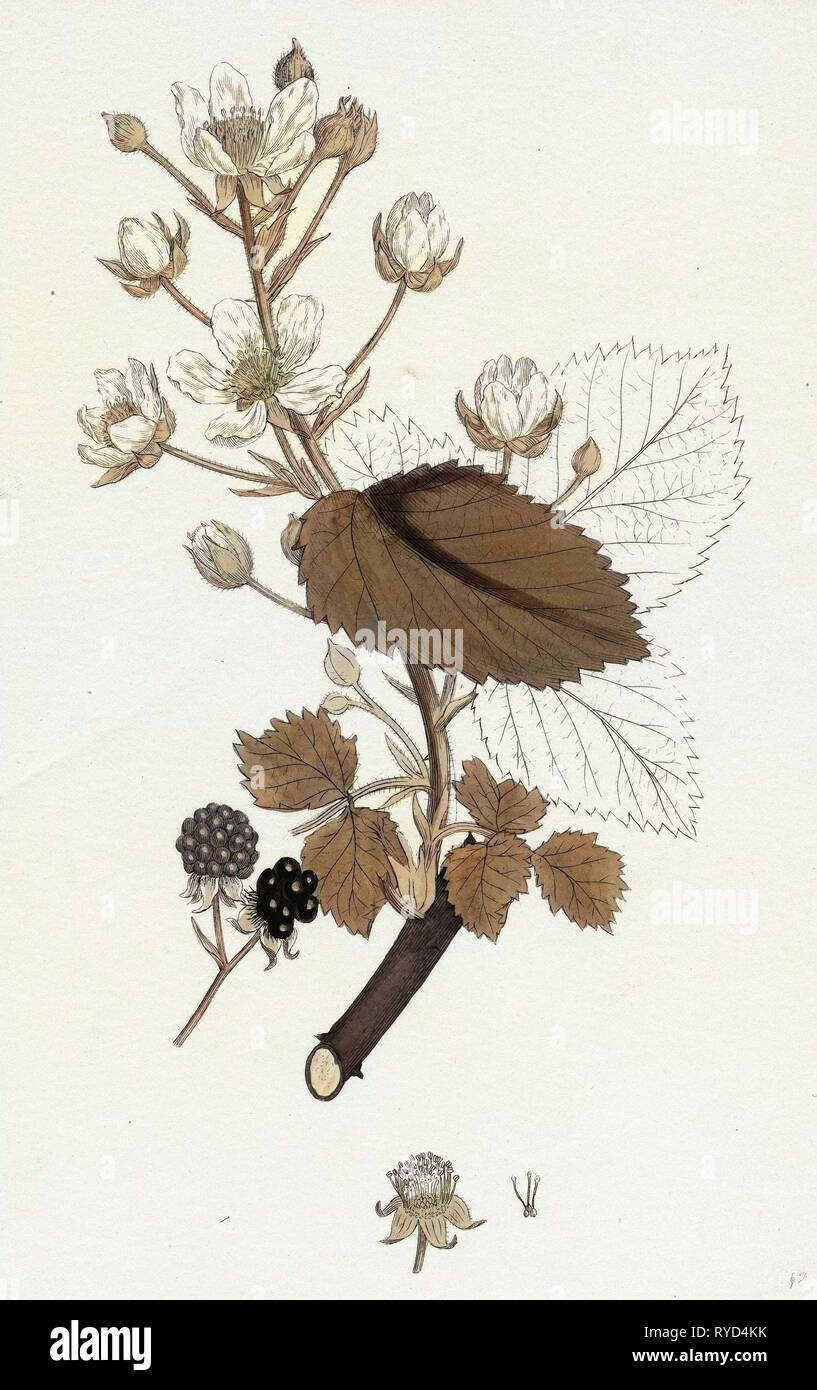 Rubus Suberectus Suberect Bramble Stock Photo - Alamy