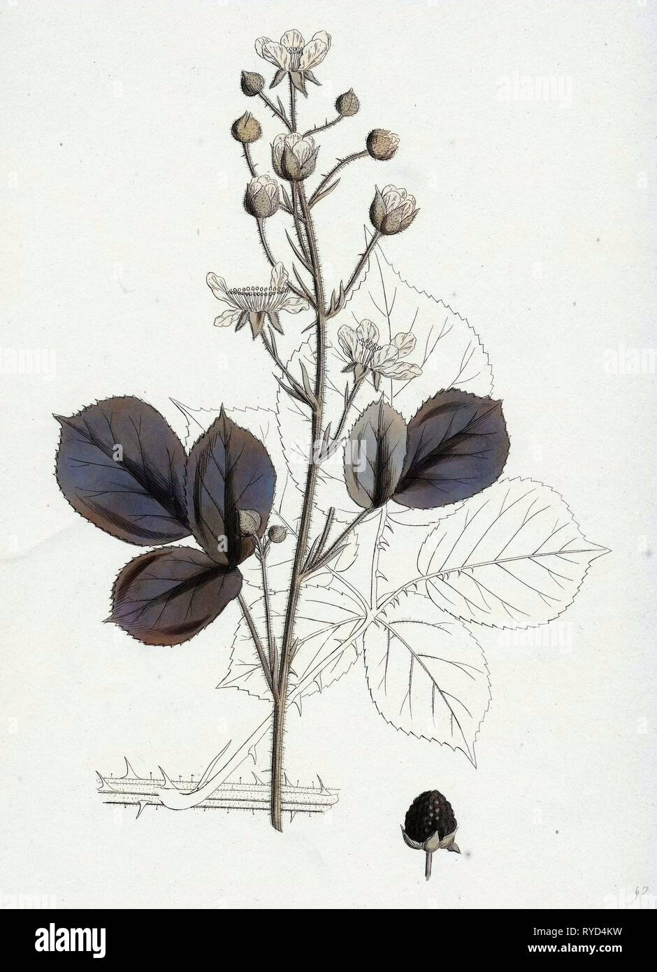 Cuspidate hi-res stock photography and images - Alamy