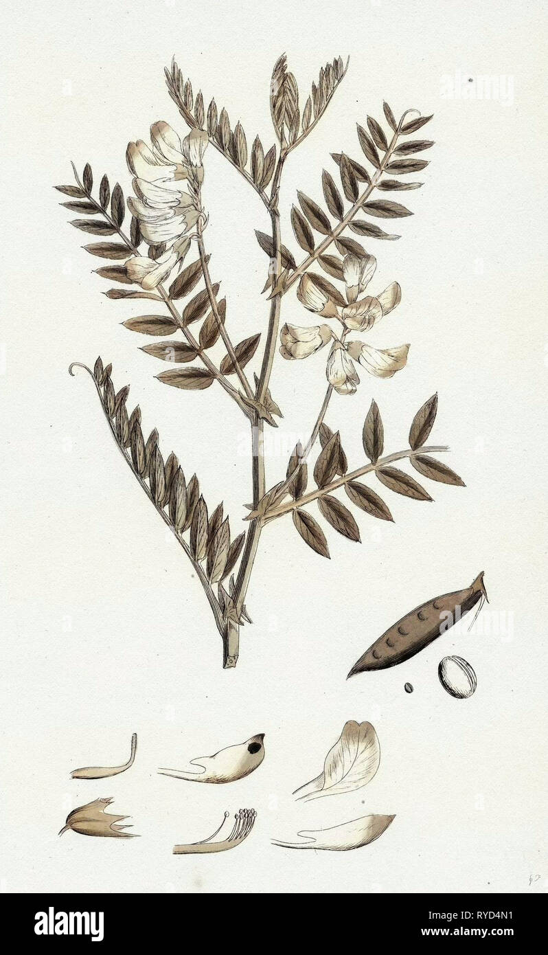 Orobus hi-res stock photography and images - Alamy