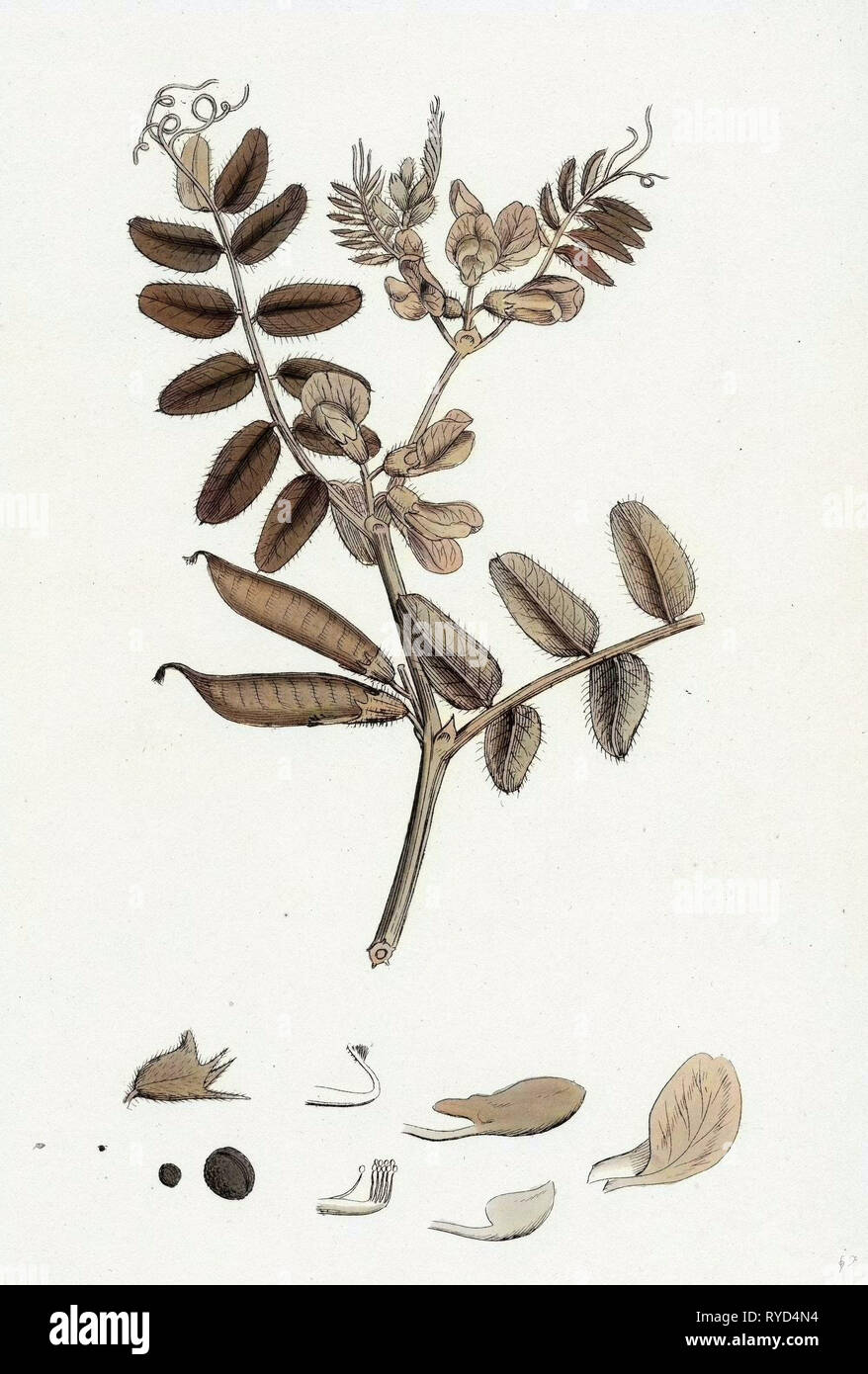 Vicia Sepium Bush Vetch Stock Photo - Alamy