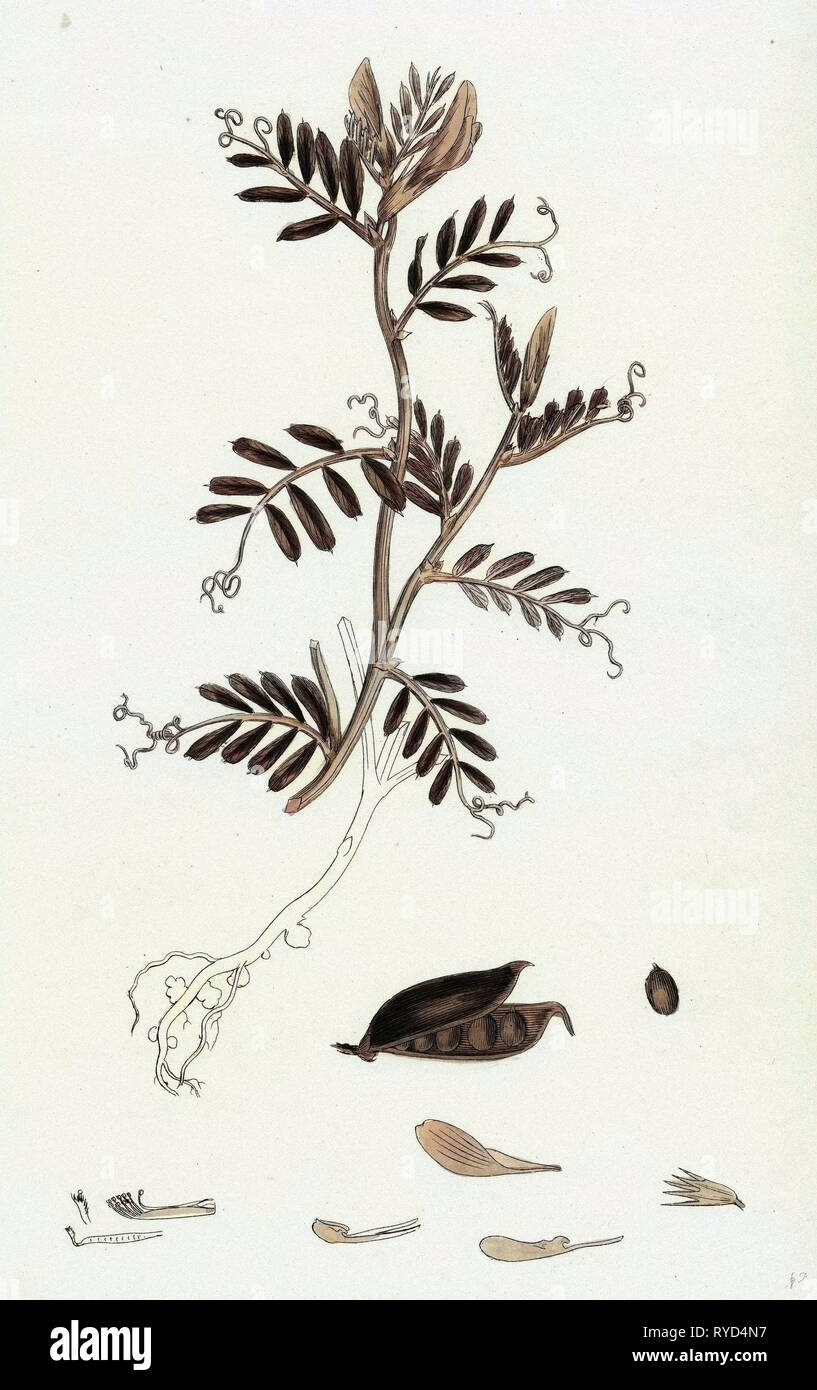 Vicia laevigata hi-res stock photography and images - Alamy