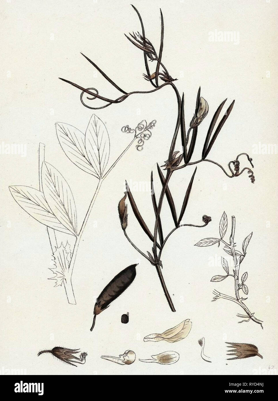 Vicia Bithynica Bithynian Vetch Stock Photo - Alamy