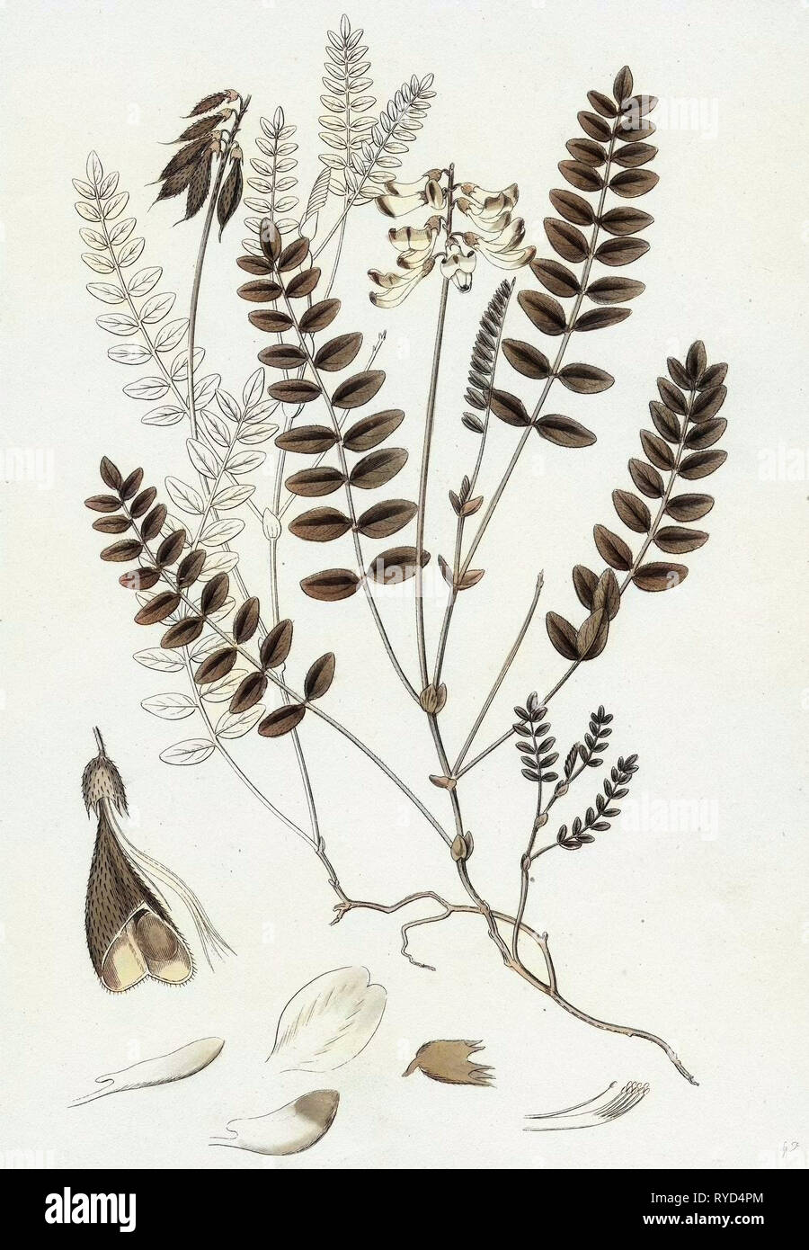 Astragalus Alpinus Alpine Milk-Vetch Stock Photo - Alamy