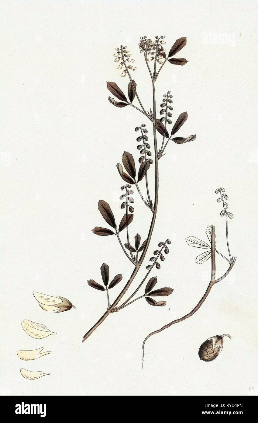 Small flowered melilot hi-res stock photography and images - Alamy