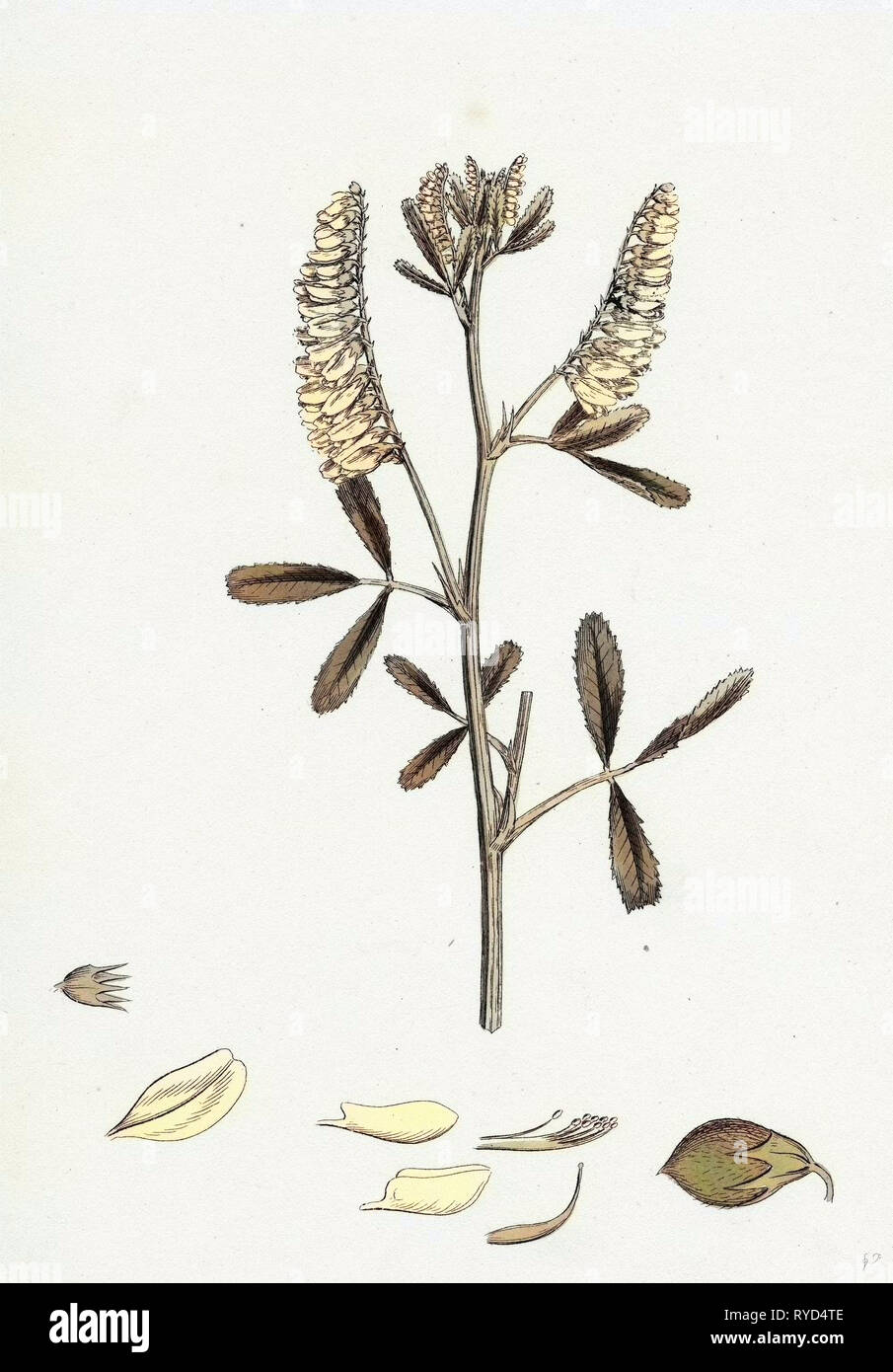 Melilotus Officinalis Common Melilot Stock Photo - Alamy