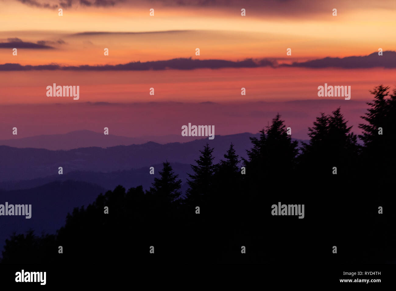 Abstract shapes suggestive of trees hi-res stock photography and images ...