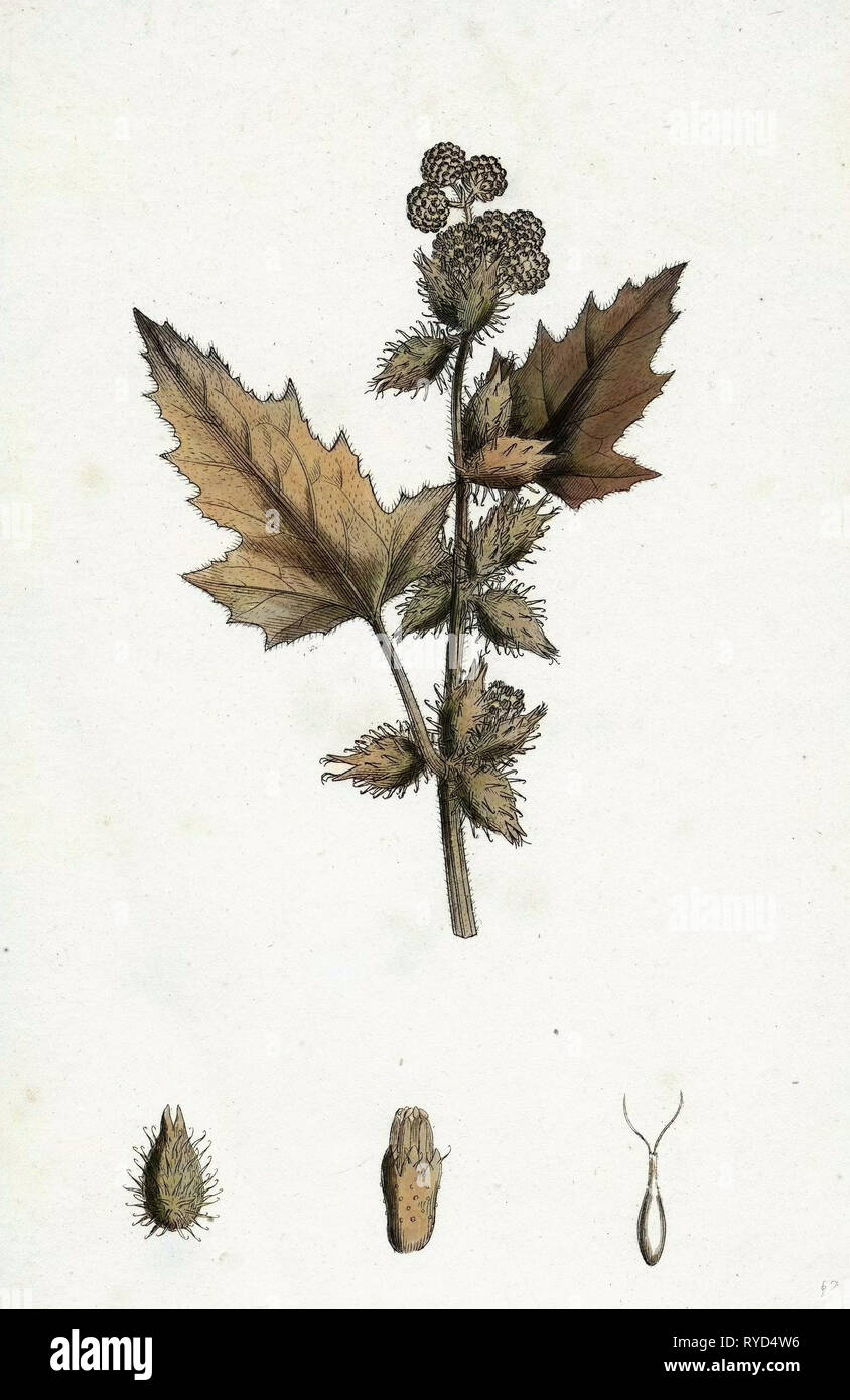 Strumarium hi-res stock photography and images - Alamy