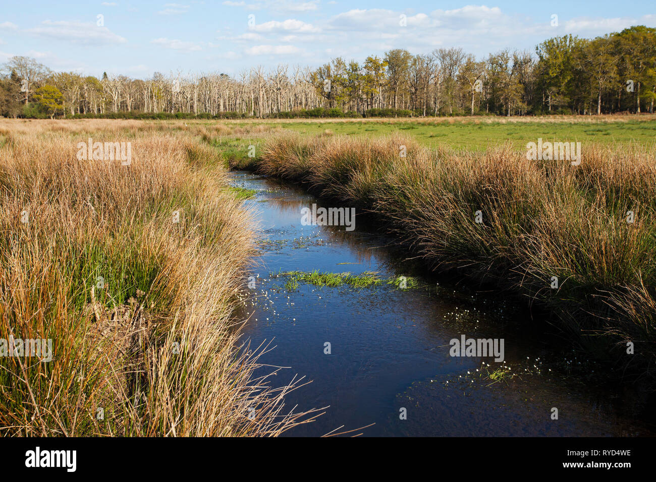 Highland Water stream across Queen's Meadow New Forest National Park ...