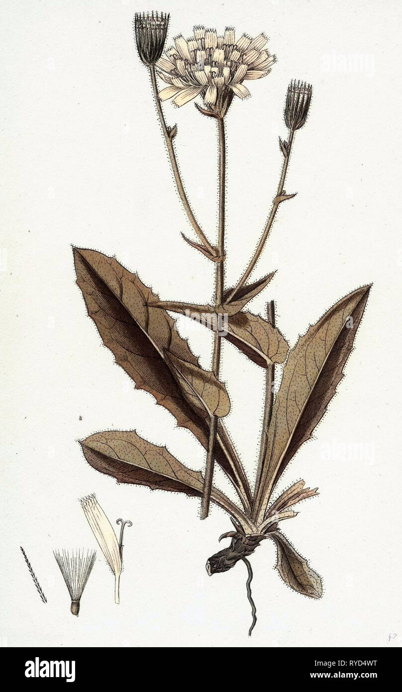 Hieracium Amplexicaule Amplexicaul-Leaved Hawkweed Stock Photo - Alamy