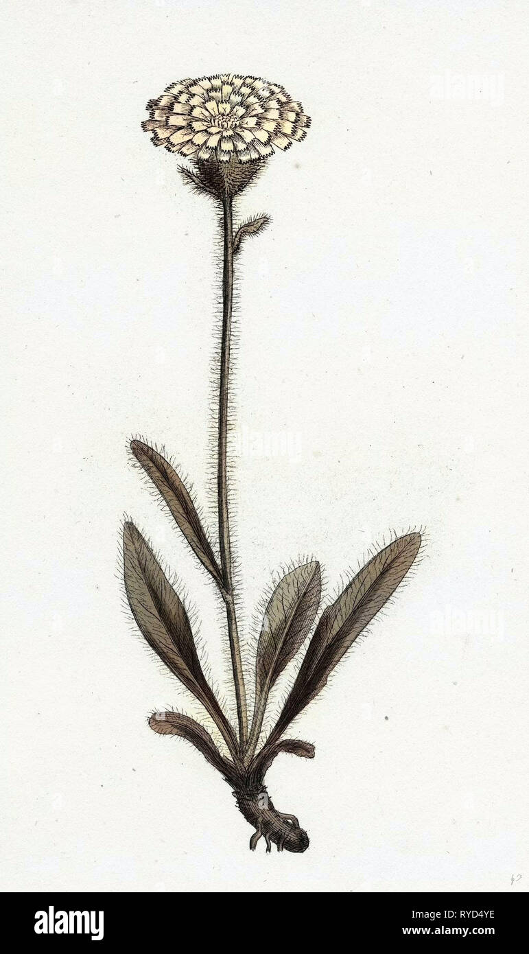 Hieracium Holosericeum Woolly-Headed Hawkweed Stock Photo - Alamy