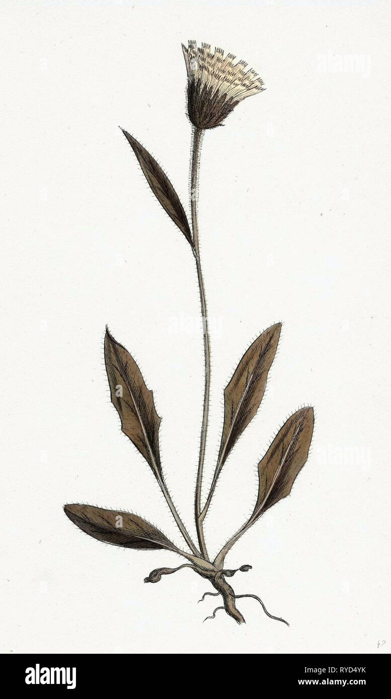 Slender hawkweed hi-res stock photography and images - Alamy