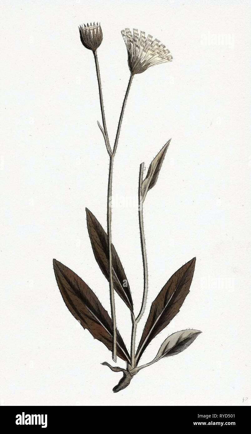 Lingulate leaved hawkweed hi-res stock photography and images - Alamy