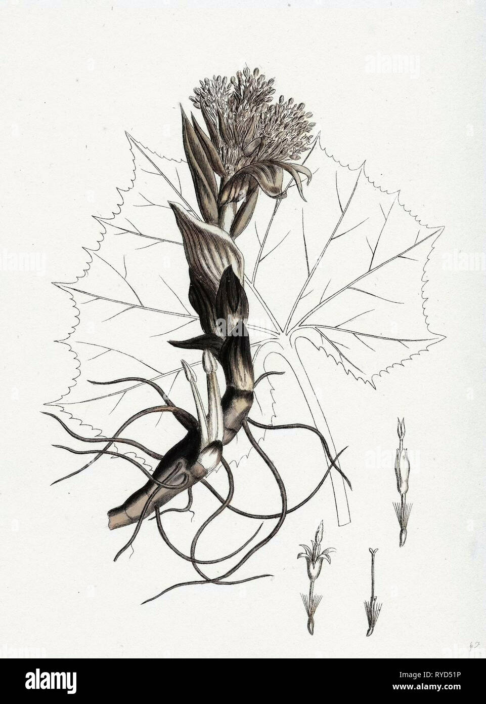 Petasites Albus White Coltsfoot Stock Photo - Alamy