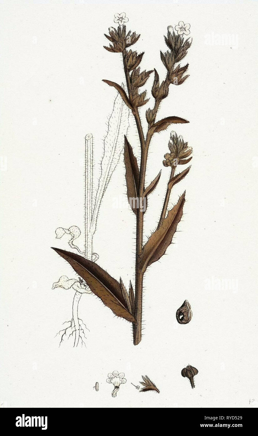 Anchusa Arvensis Small Bugloss Stock Photo - Alamy