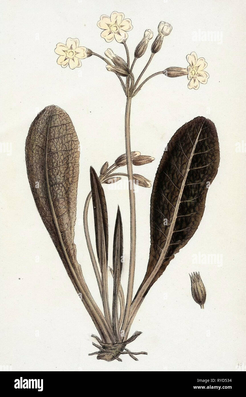 Common oxlip hi-res stock photography and images - Alamy