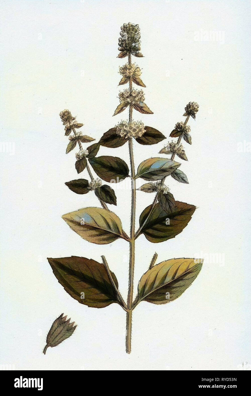 Marsh mint hi-res stock photography and images - Alamy