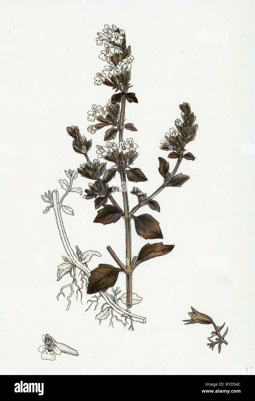 Calamintha Nepeta Lesser Calamint Stock Photo - Alamy