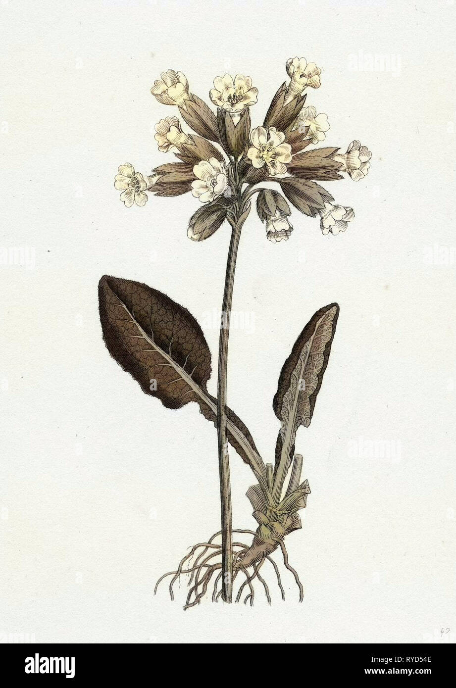 Antique botanical illustration cowslip hi-res stock photography and ...