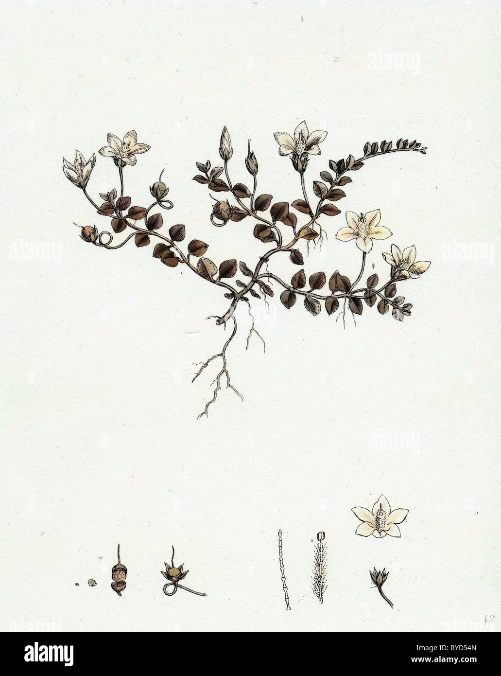 Anagallis Tenella Bog Pimpernel Stock Photo - Alamy