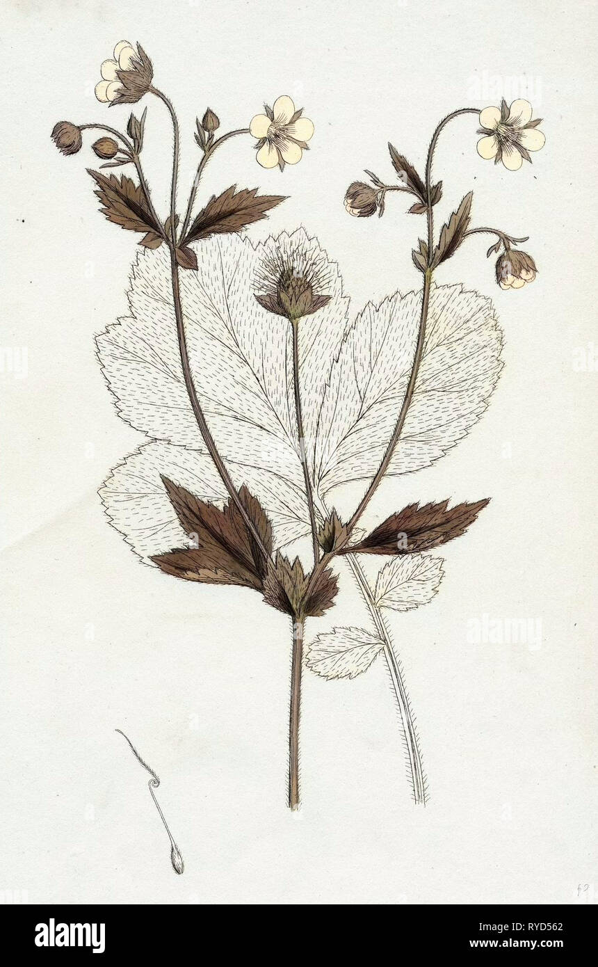 Geum Intermedium Intermediate Avens Stock Photo - Alamy