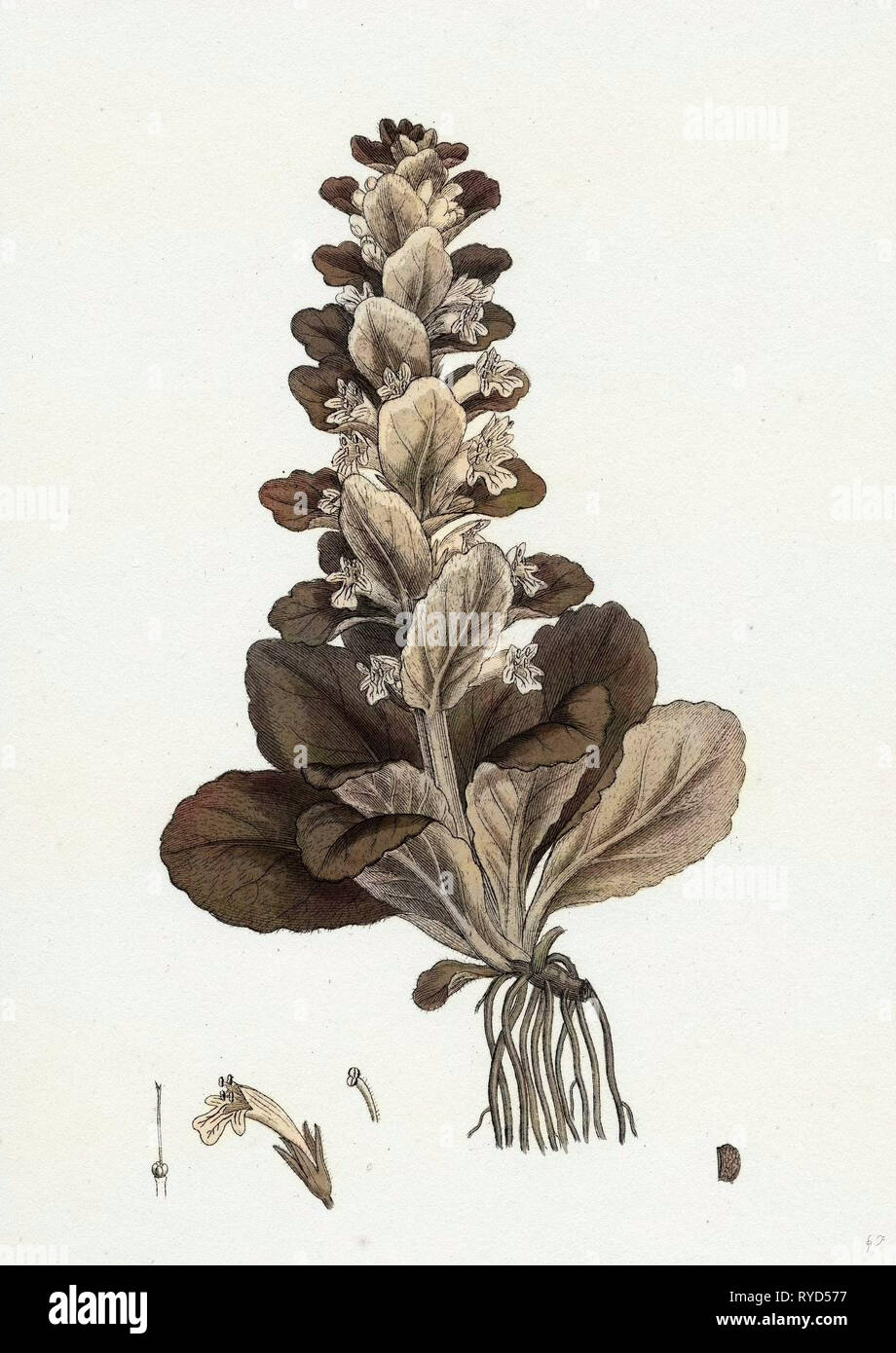 Ajuga Pyramidalis Pyramidal Bugle Stock Photo - Alamy