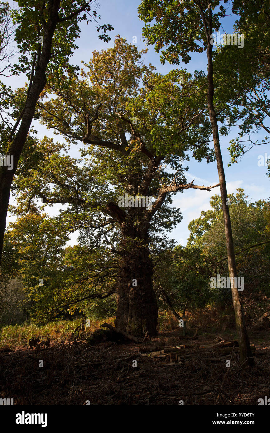 Oak tree uk september hi-res stock photography and images - Alamy