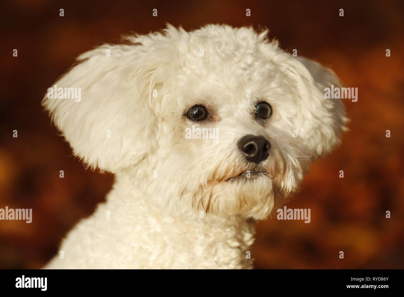 Bichon Frise Portrait Stock Photo - Alamy
