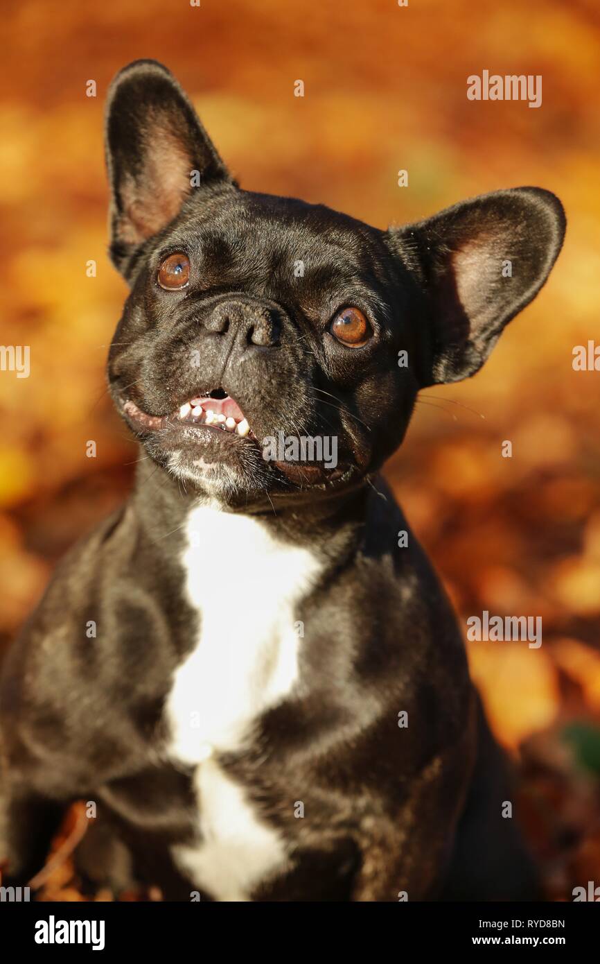 French Bulldog Portrait Stock Photo - Alamy