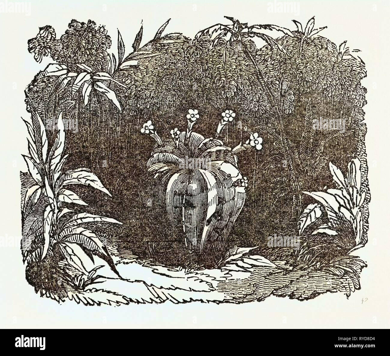 The Melon-Cactus, Melon Cactus Stock Photo - Alamy