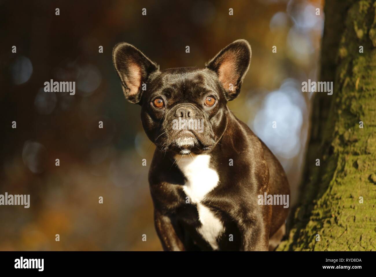 French Bulldog Portrait Stock Photo - Alamy