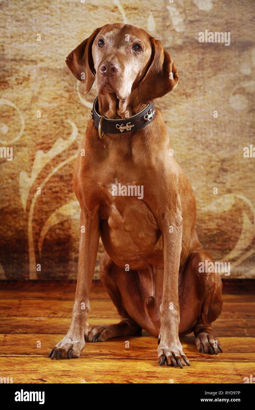 old Magyar Vizsla Stock Photo - Alamy