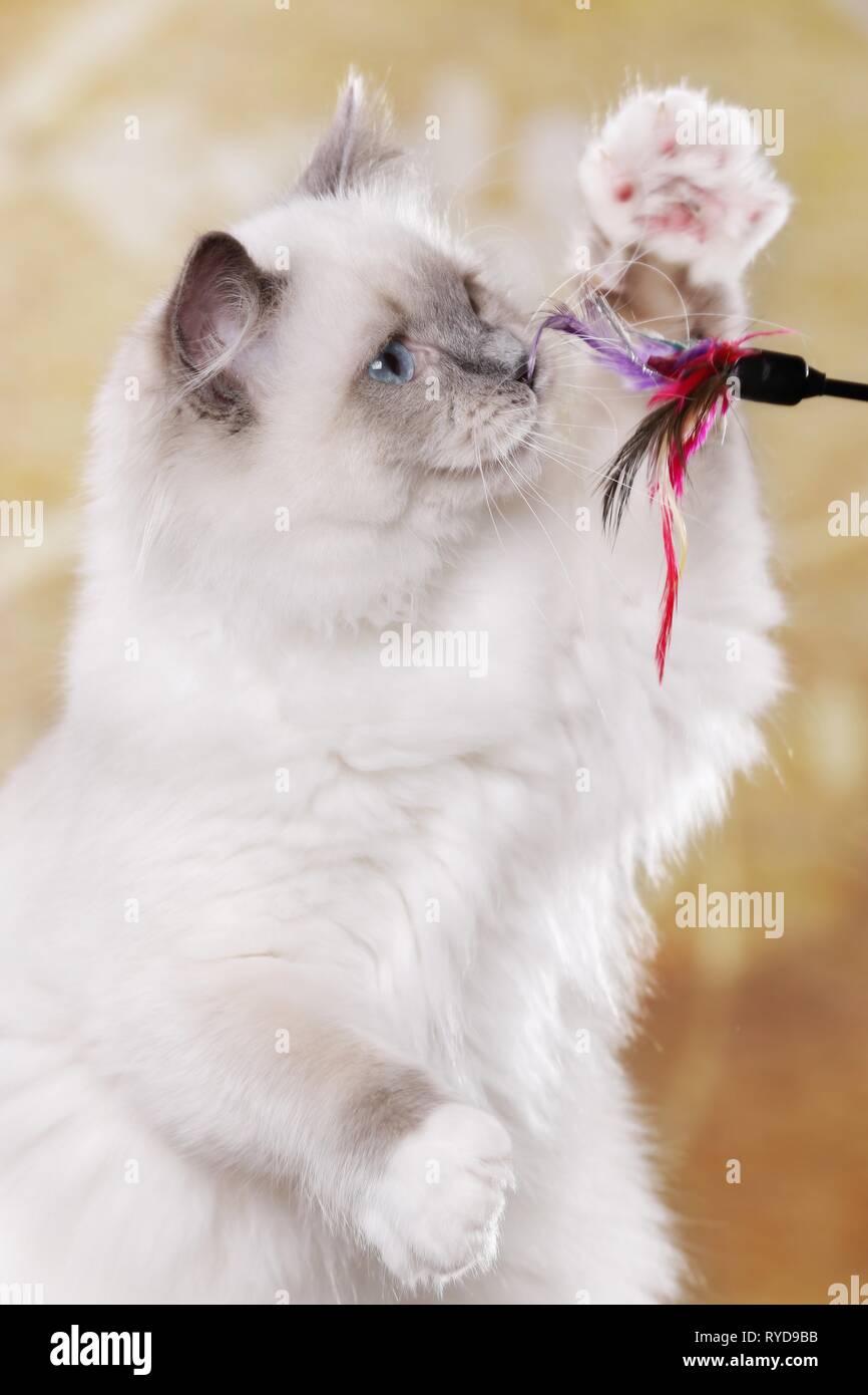 Pedigree ragdoll cats playing hi-res stock photography and images - Alamy
