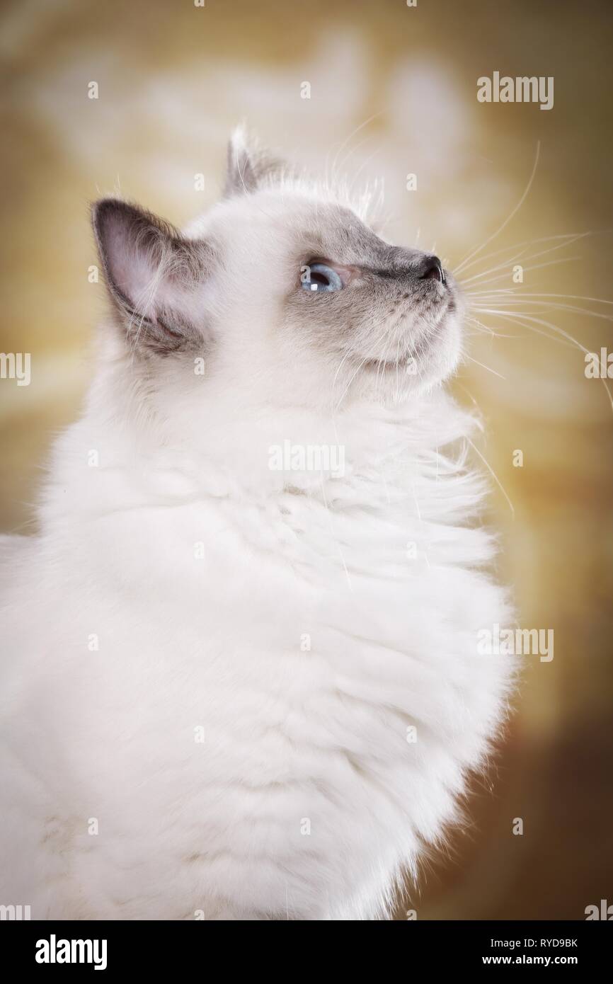 Portrait semi profile hi-res stock photography and images - Alamy