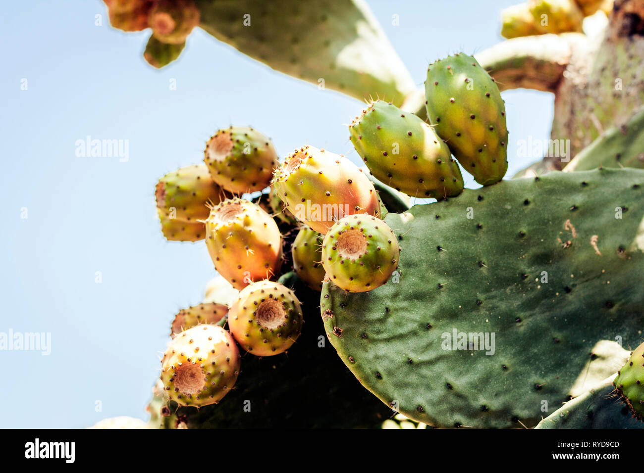 Prickly pear cactus with fruits also known as Opuntia, ficus-indica ...