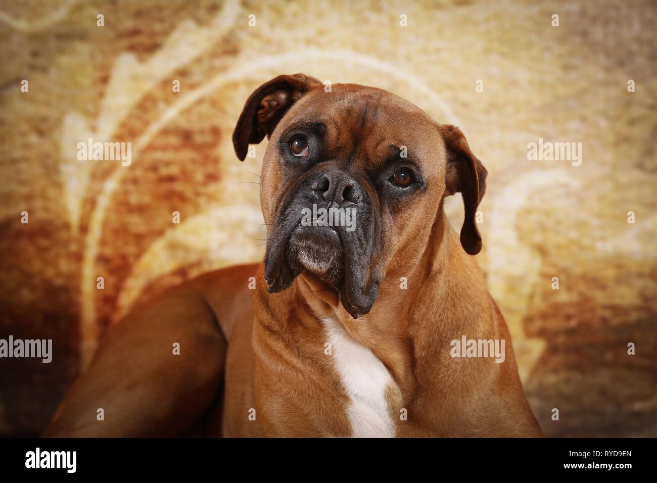 German Boxer Portrait Stock Photo - Alamy