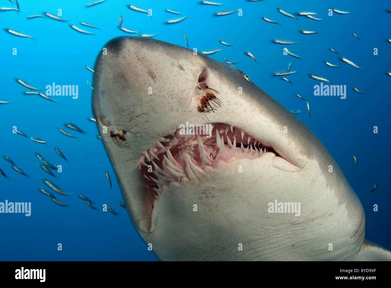 Deep Water Shark High Resolution Stock Photography and Images - Alamy