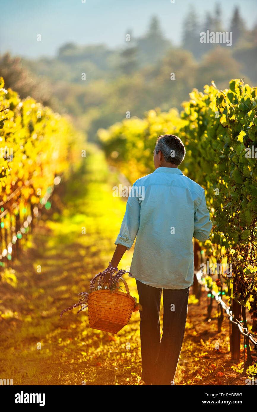 Man walking through vineyards hi-res stock photography and images - Alamy