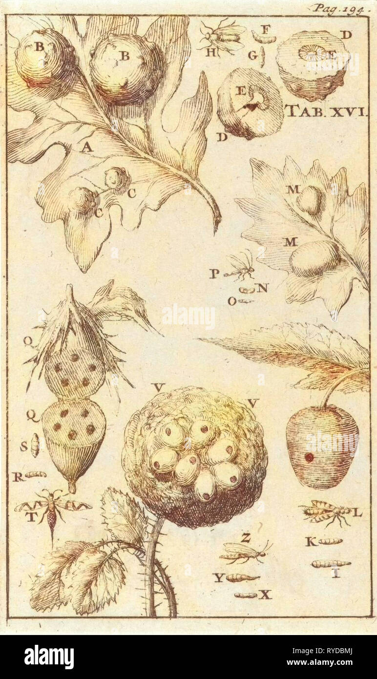 Nutgalls hi-res stock photography and images - Alamy