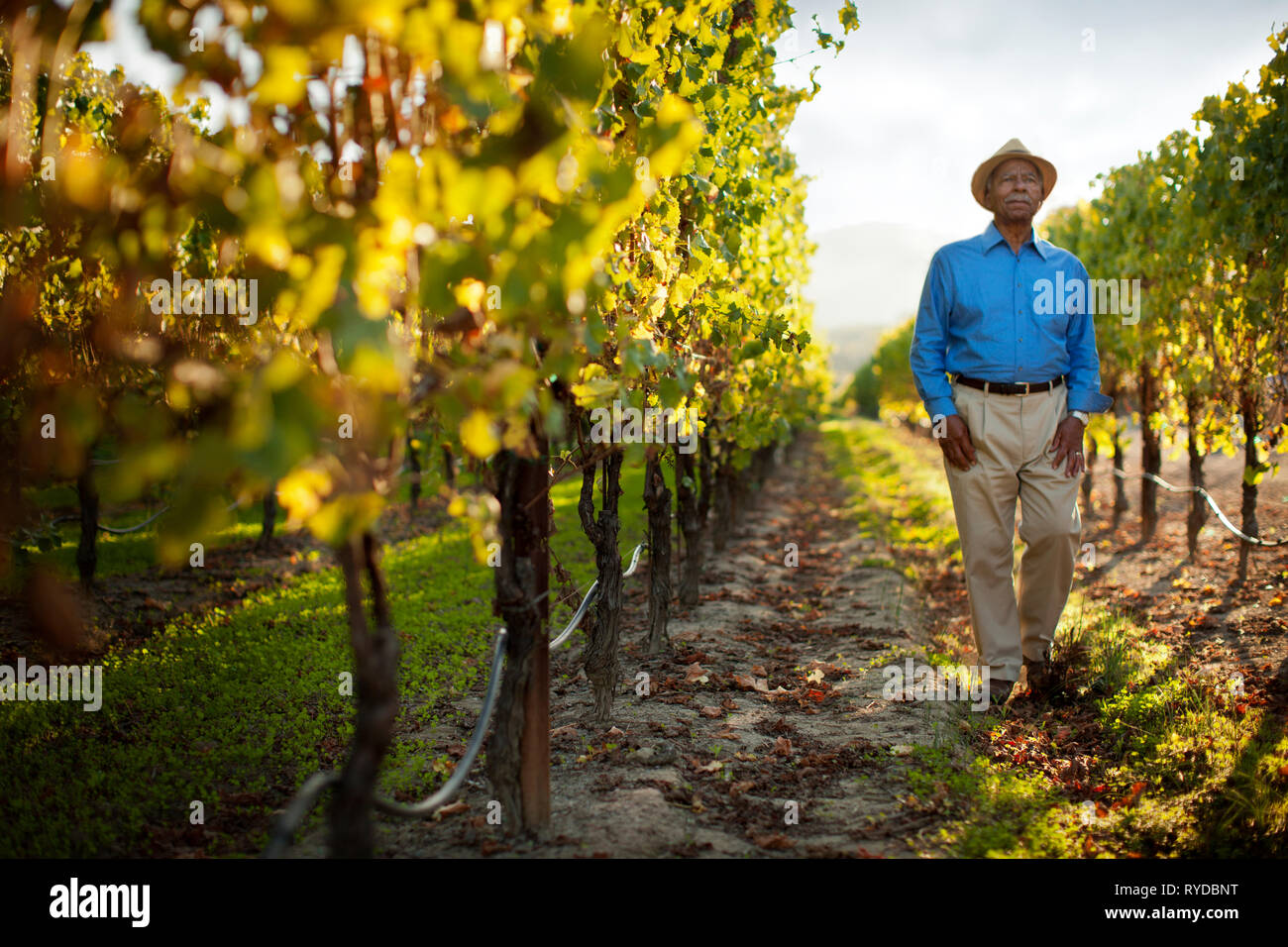 Vineyard walks hi-res stock photography and images - Alamy